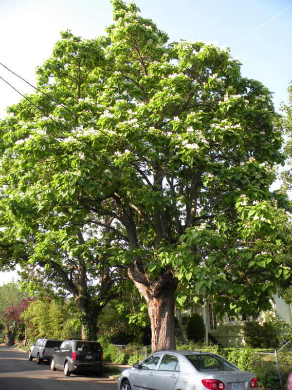 Pacific Horticulture | Creating Canopy