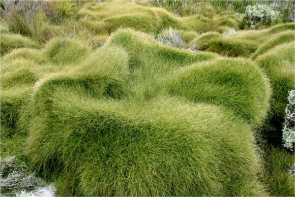 Pacific Horticulture | Growing Restios in California