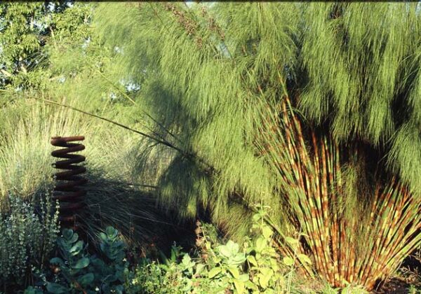 Pacific Horticulture | Growing Restios in California