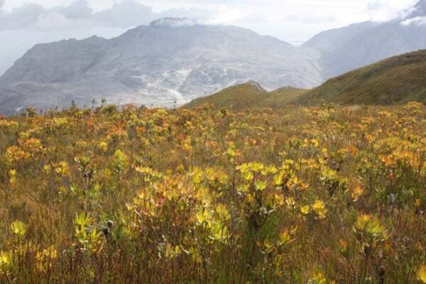 Pacific Horticulture | Growing Restios in California