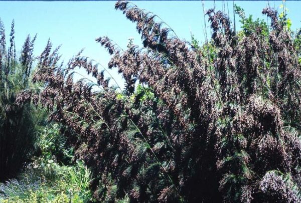 Pacific Horticulture | Growing Restios in California