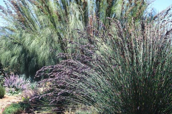 Pacific Horticulture | Growing Restios in California