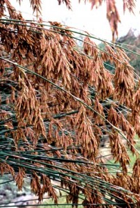 Pacific Horticulture | Growing Restios in California