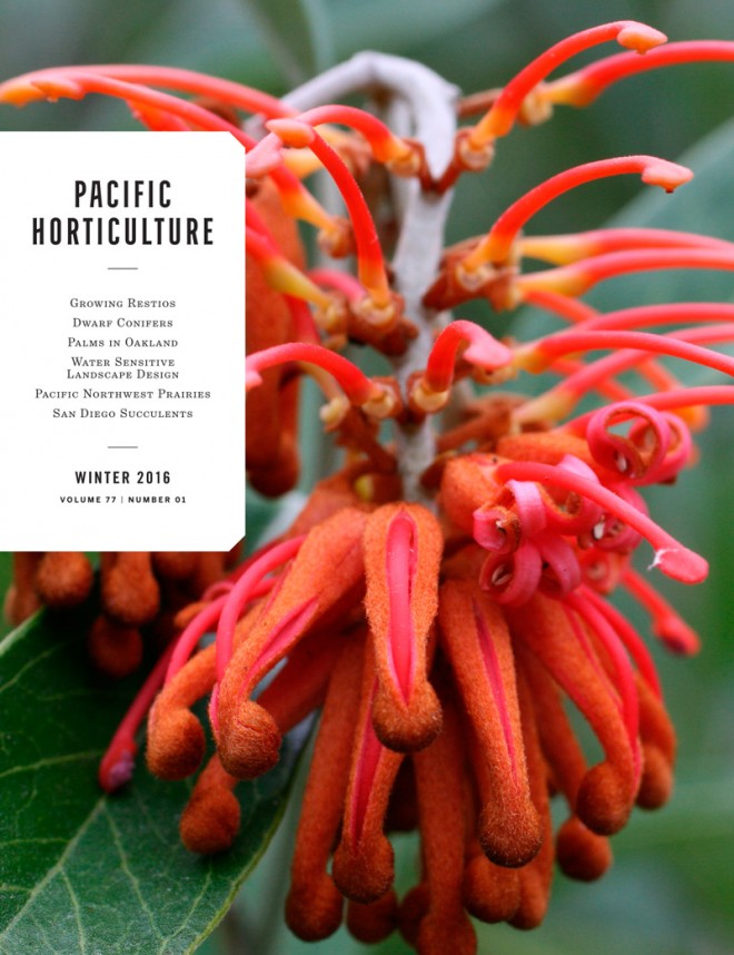 Pacific Horticulture | The New Shade Garden