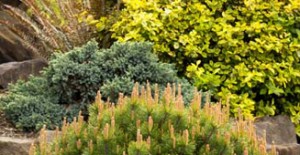 Pacific Horticulture | A Plantsman's Favorite Dwarf Conifers