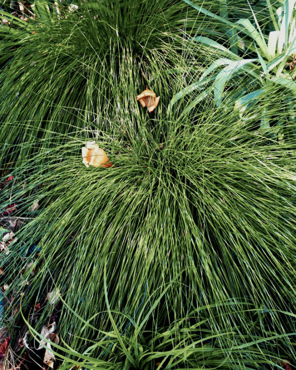 Pacific Horticulture | Growing Restios in California