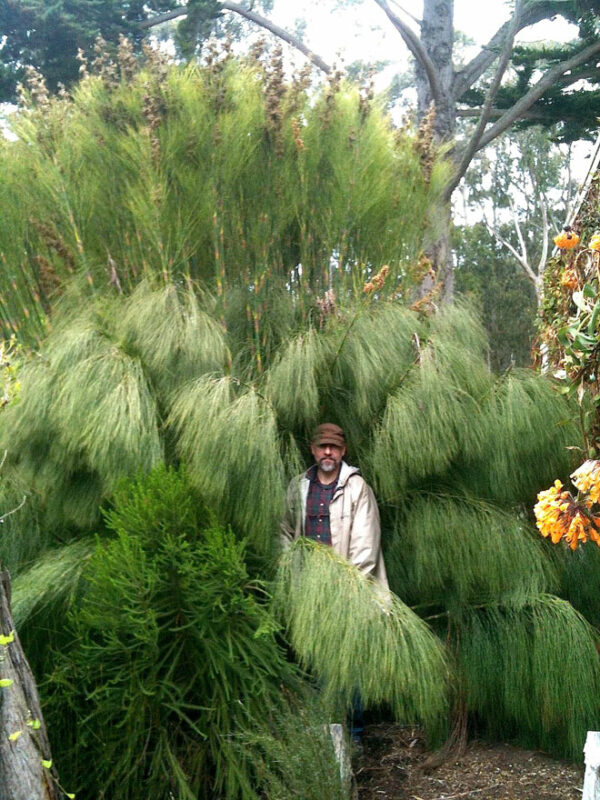 Pacific Horticulture | Growing Restios in California