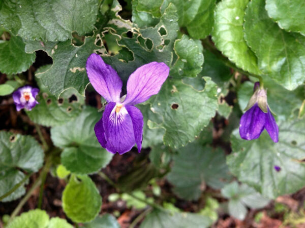 Pacific Horticulture | Chasing Violets