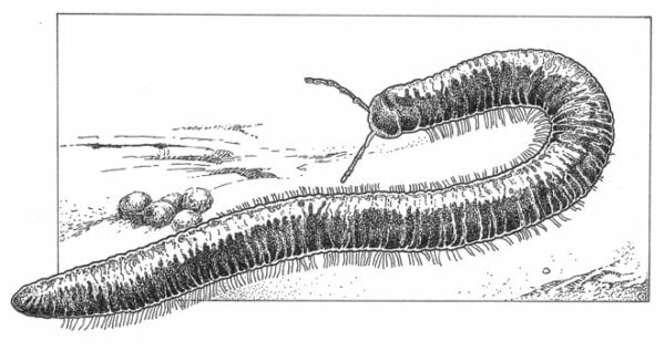 Pacific Horticulture | Garden Allies: Myriapods