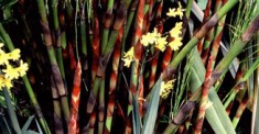 Pacific Horticulture | Growing Restios in California
