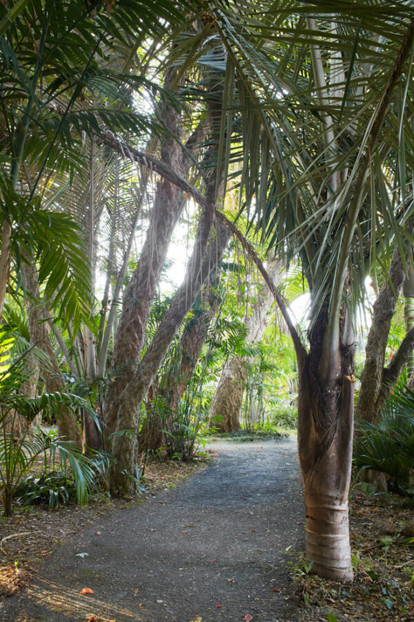 Pacific Horticulture | A Garden of Exceptional Palms