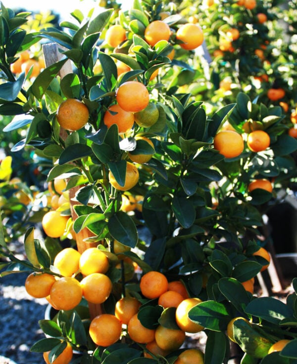 Pacific Horticulture | Four Winds Growers