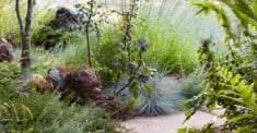 Pacific Horticulture | The Summer-Dry Project