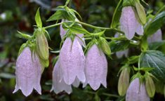 Pacific Horticulture | Bellflowers