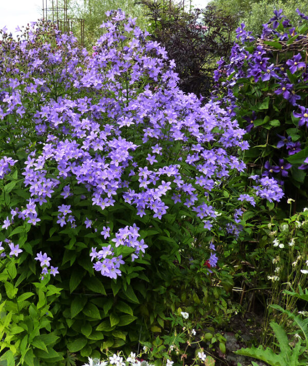 Pacific Horticulture | Bellflowers