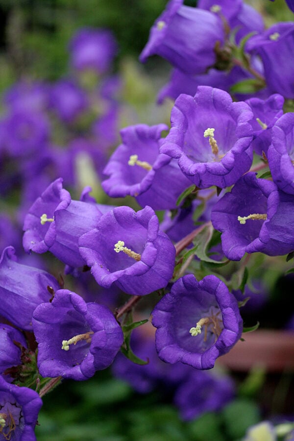 Pacific Horticulture | Bellflowers