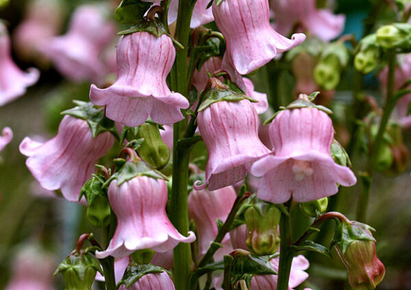 Pacific Horticulture | Bellflowers
