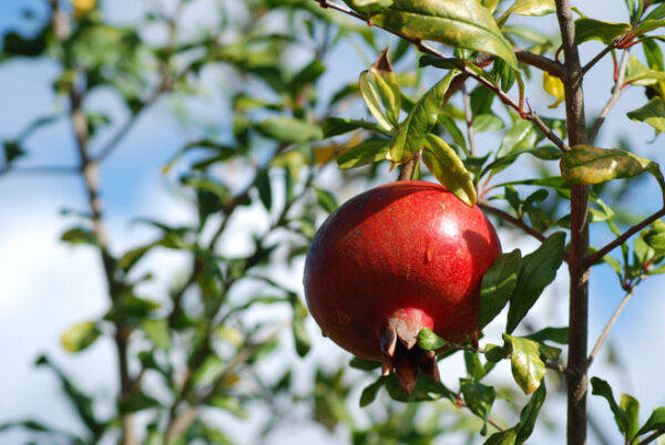 Pomegranate, the Crown Royal of all Fruit