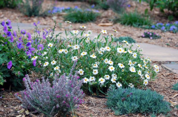 Pacific Horticulture | Making a Difference