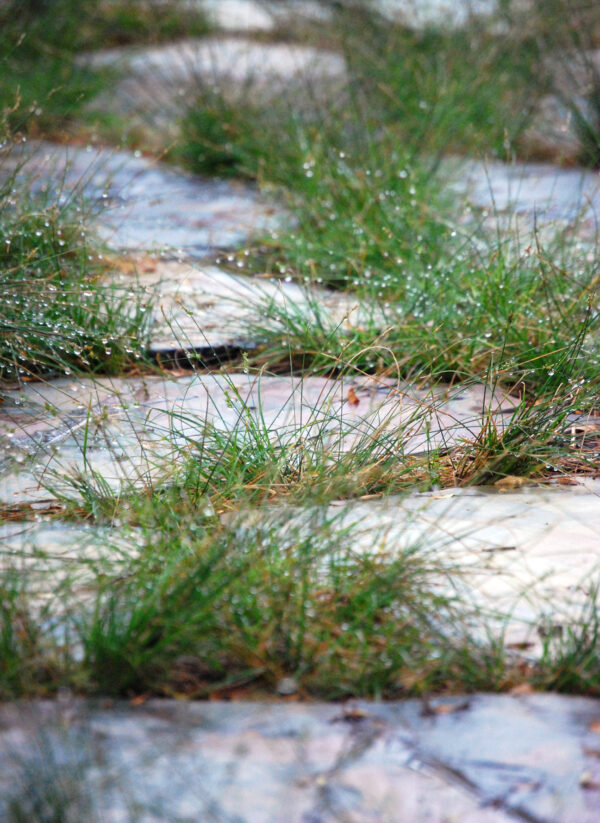 Pacific Horticulture | Making a Difference