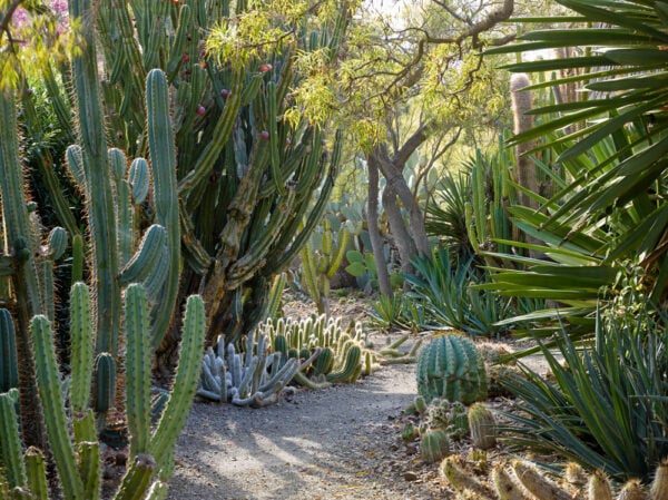 Pacific Horticulture | The Ruth Bancroft Garden