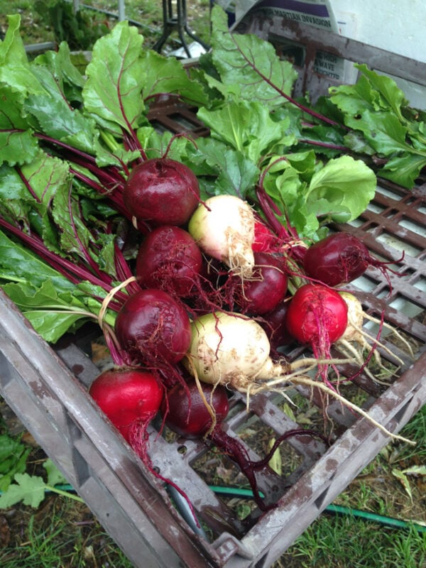 Pacific Horticulture | WWOOFing