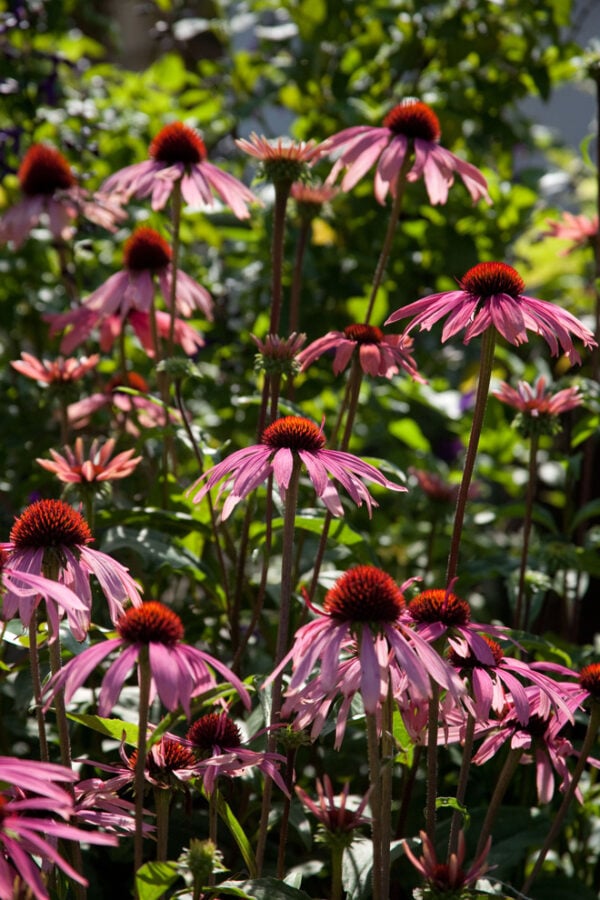 Pacific Horticulture | Planting the New California Garden Part 2 ...