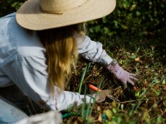 Pacific Horticulture | Tending Gardens at Filoli with Hallie Schmidt