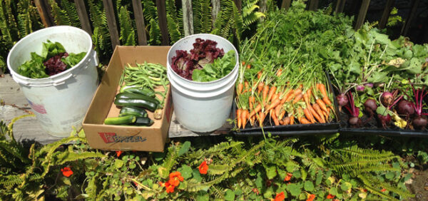 Tips for Growing an Edible Garden