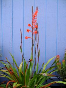 Bulbs from South Africa