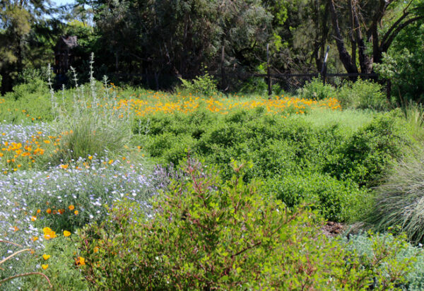 Pacific Horticulture | Planting the New California Garden Part 3 ...