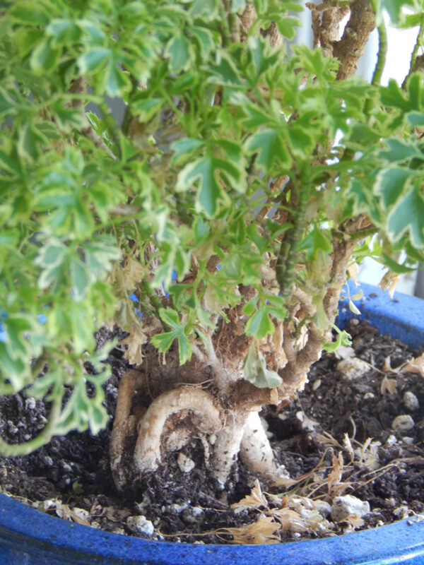 Pacific Horticulture | Caudiciform Plants