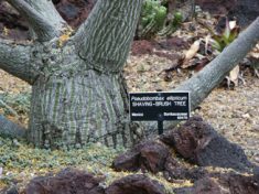 Pacific Horticulture | Caudiciform Plants