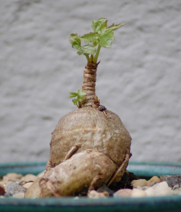 Pacific Horticulture | Caudiciform Plants