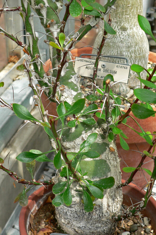 Pacific Horticulture | Caudiciform Plants