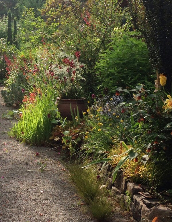 Pacific Horticulture | Bella Madrona