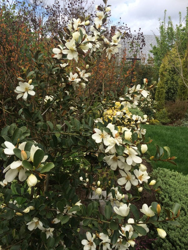 Pacific Horticulture | Fabulously Fragrant Shrubs for PNW Gardens