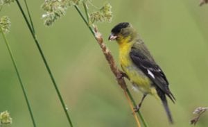 Pacific Horticulture | Bellwethers of a Healthy Environment