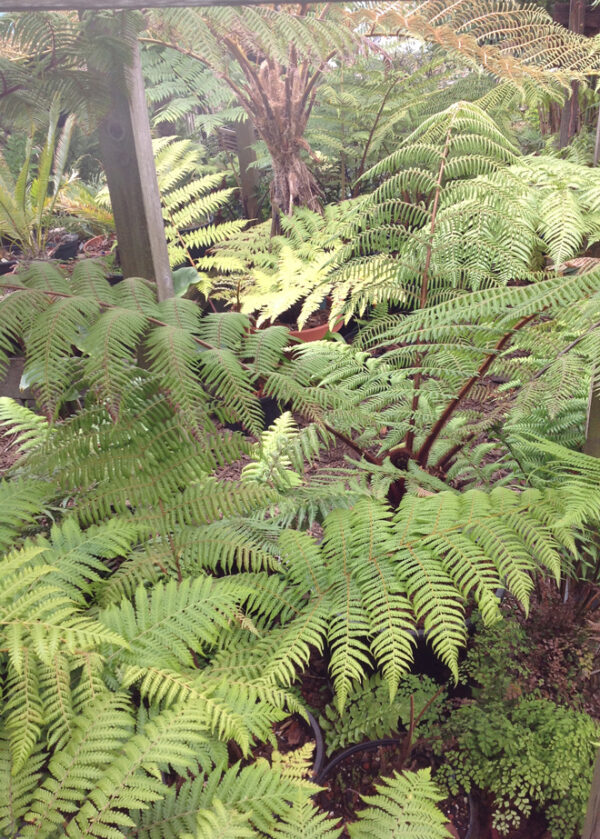 Pacific Horticulture | Propagating and Growing Tropical Tree Ferns on ...