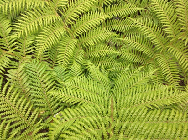 Pacific Horticulture | Propagating and Growing Tropical Tree Ferns on ...