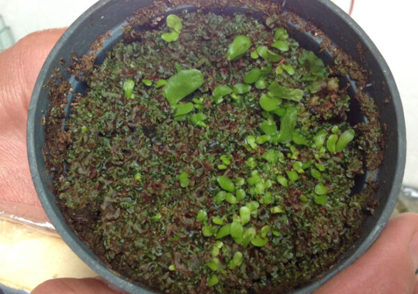 Pacific Horticulture | Propagating and Growing Tropical Tree Ferns on ...