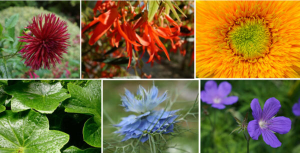 Pacific Horticulture | All the Colors