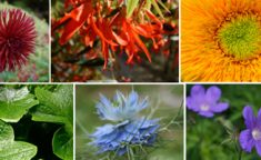 Pacific Horticulture | All the Colors