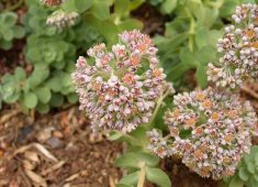 Pacific Horticulture | Seduced by Sedums