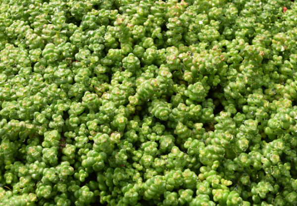 Pacific Horticulture | Seduced by Sedums