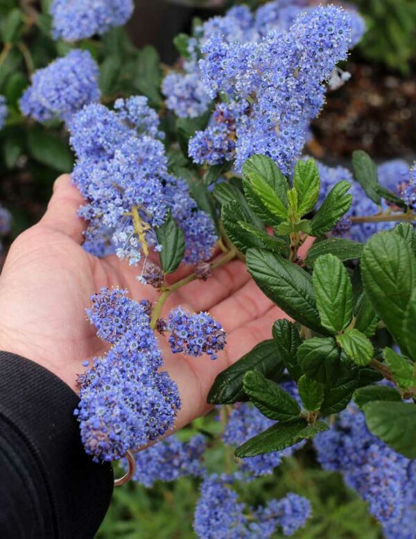 Pacific Horticulture | Preserving Species Diversity