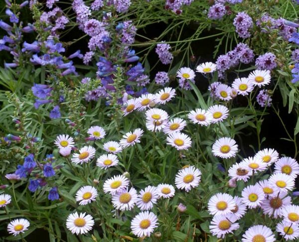 Pacific Horticulture | Preserving Species Diversity