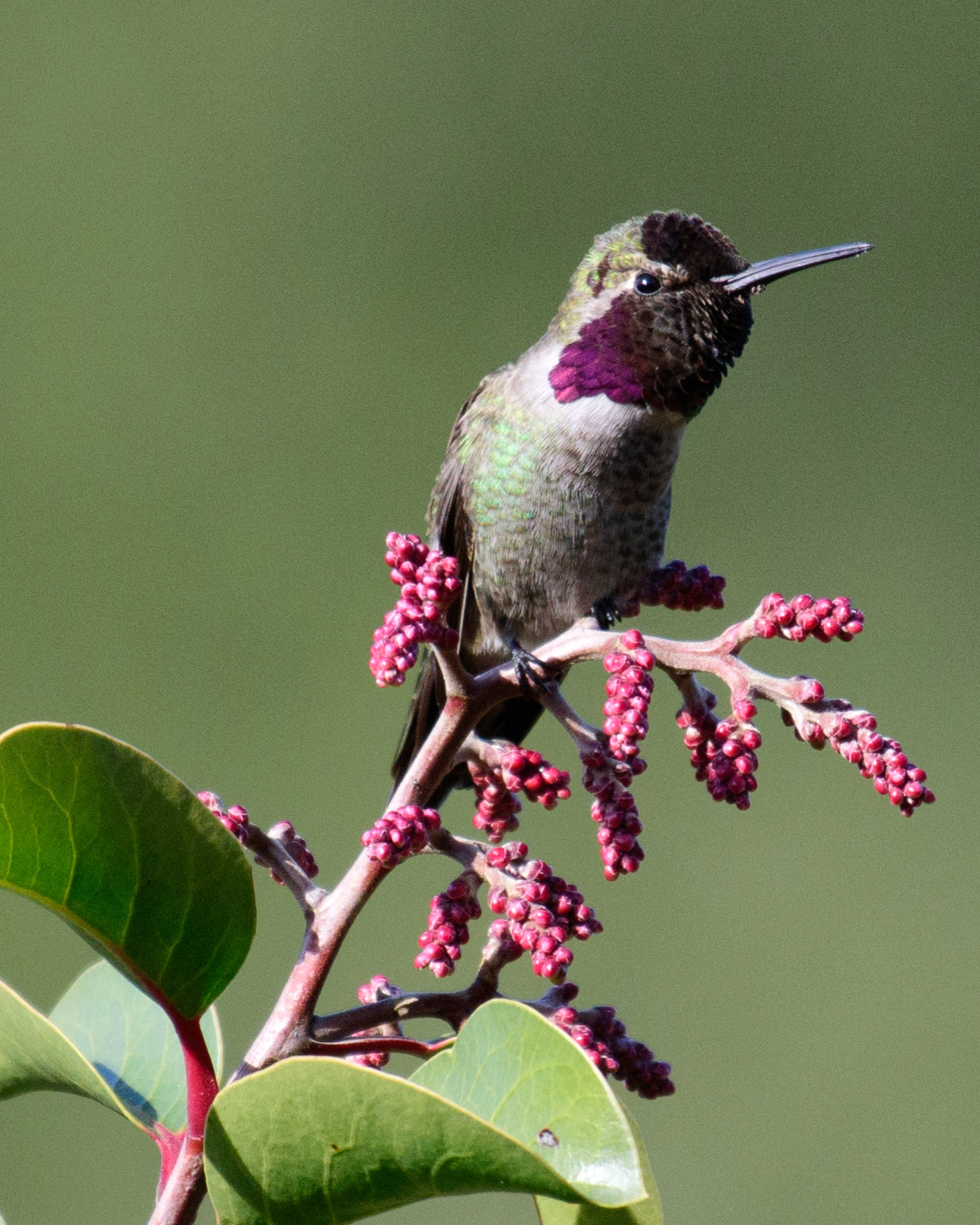 Pacific Horticulture | Protecting California’s Flora