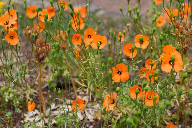Pacific Horticulture | Protecting California’s Flora