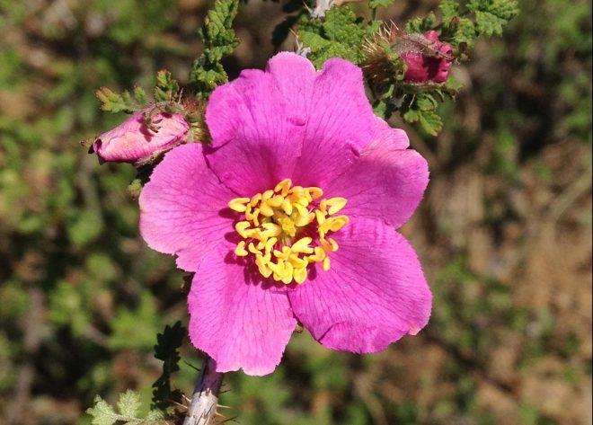 Pacific Horticulture | Valuable Garden Plants from Baja, California